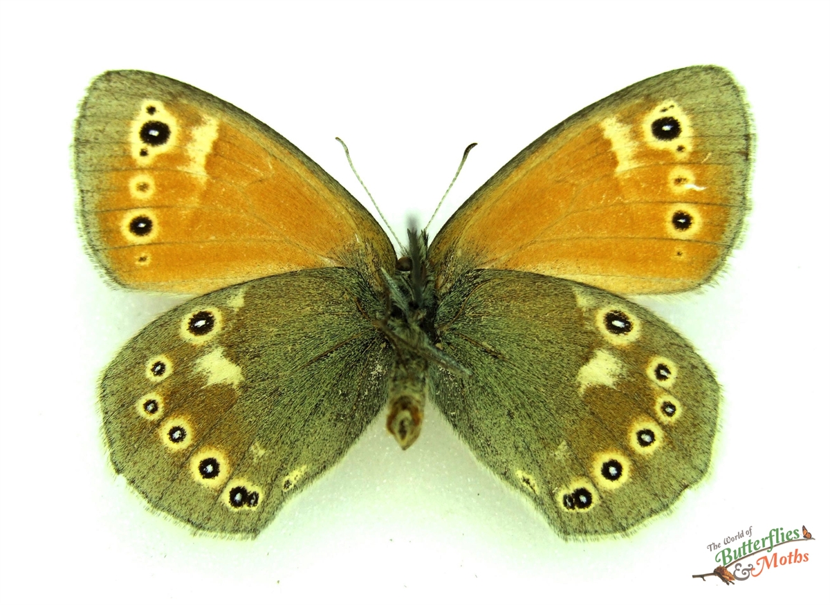 Coenonympha tullia davus LARGE HEATH - World of Butterflies and Moths