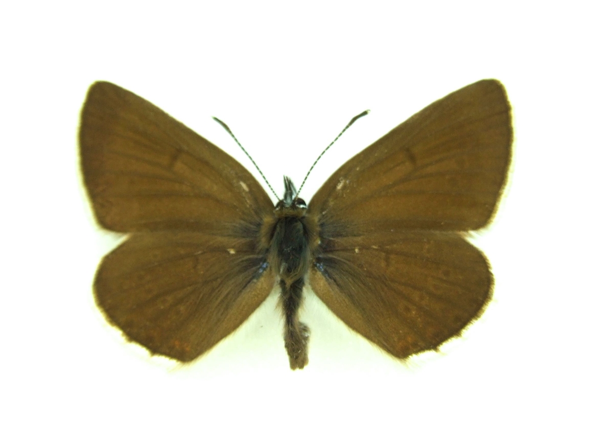 Eumedonia eumedon GERANIUM ARGUS - World of Butterflies and Moths