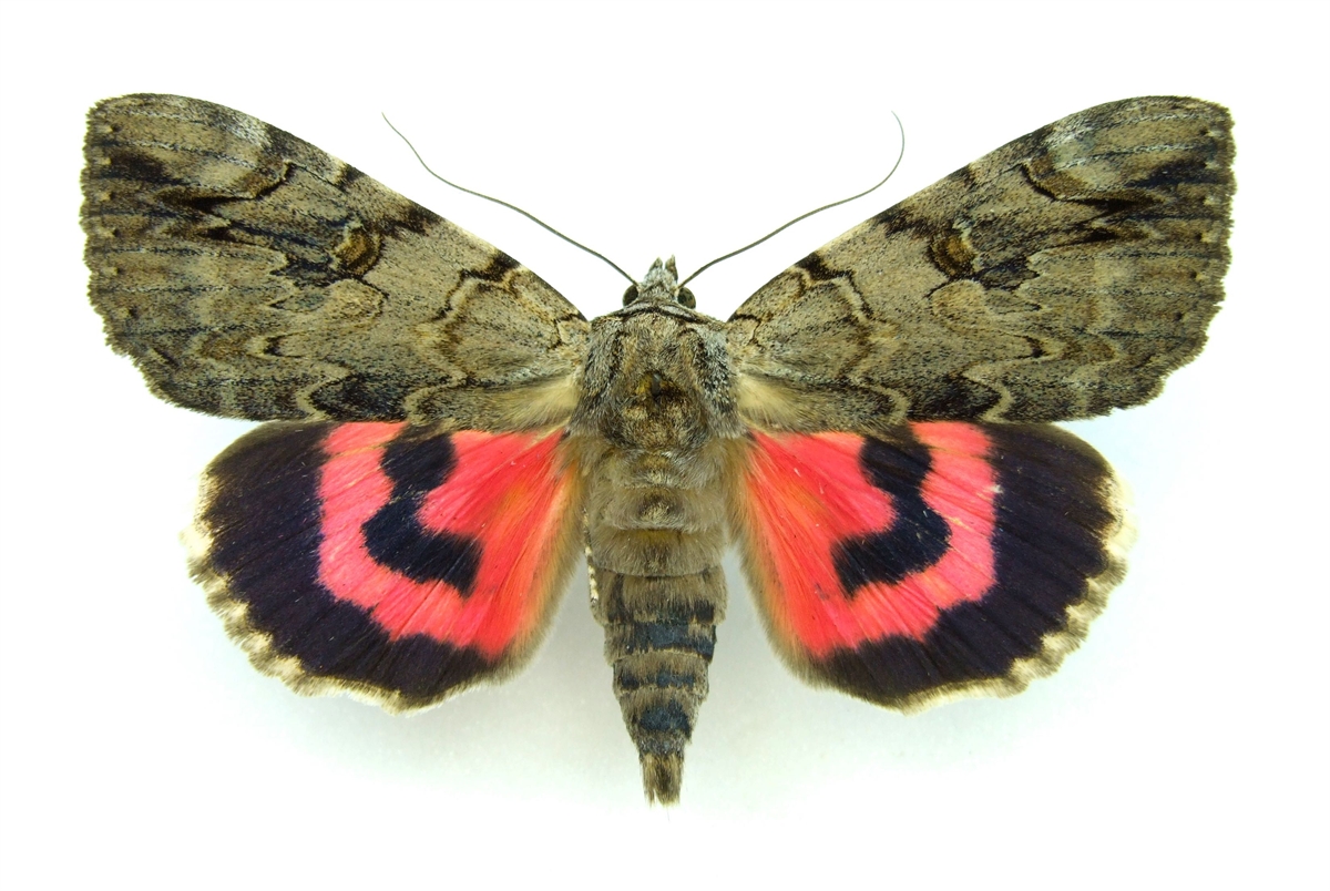 Catocala electa Rosy Underwing moth - World of Butterflies and Moths