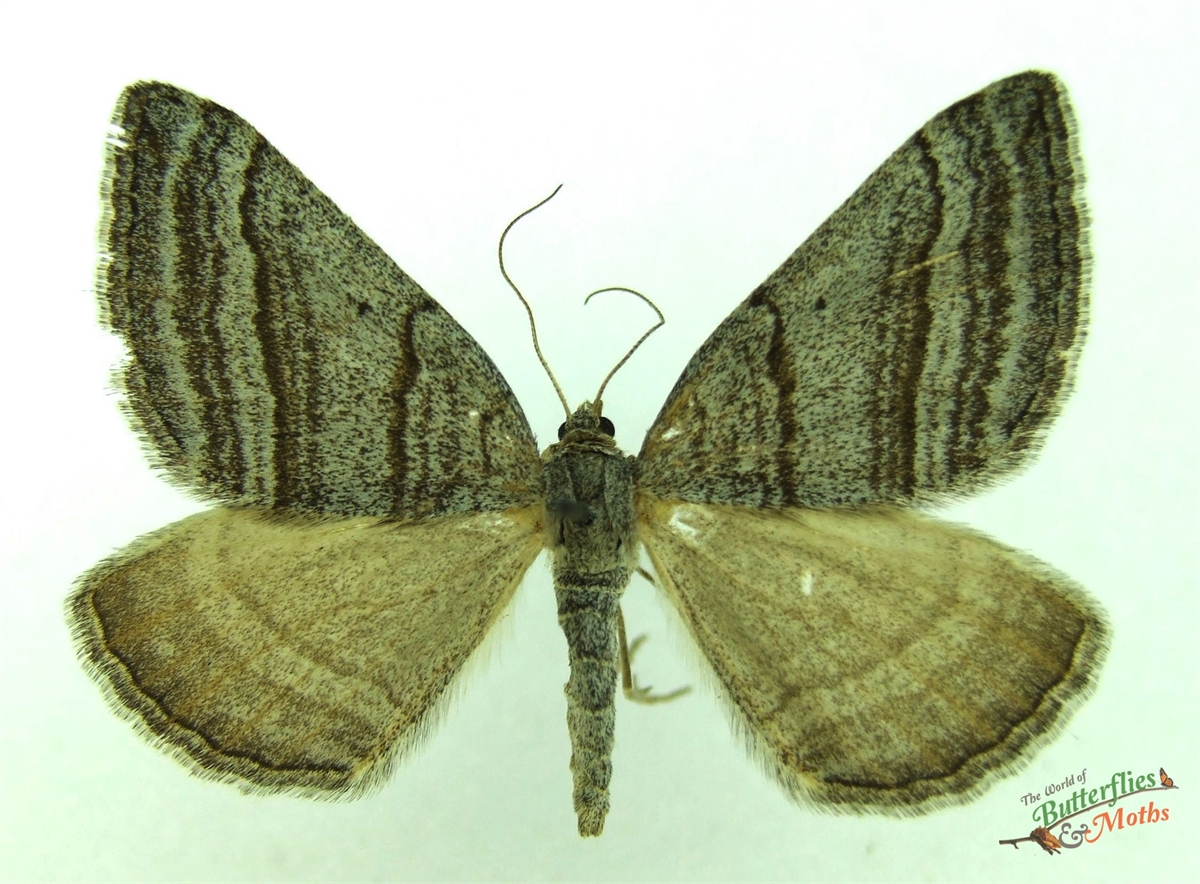 Scotopteryx coarctaria - World of Butterflies and Moths
