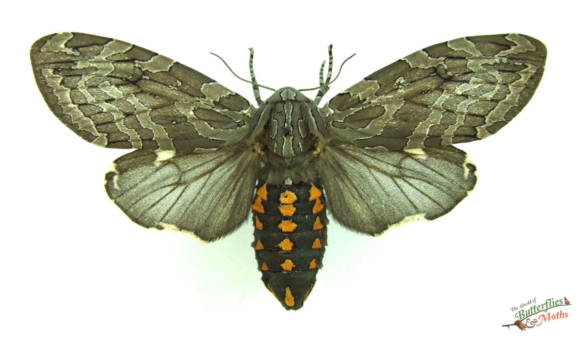 Hypercompe indecisa - World of Butterflies and Moths