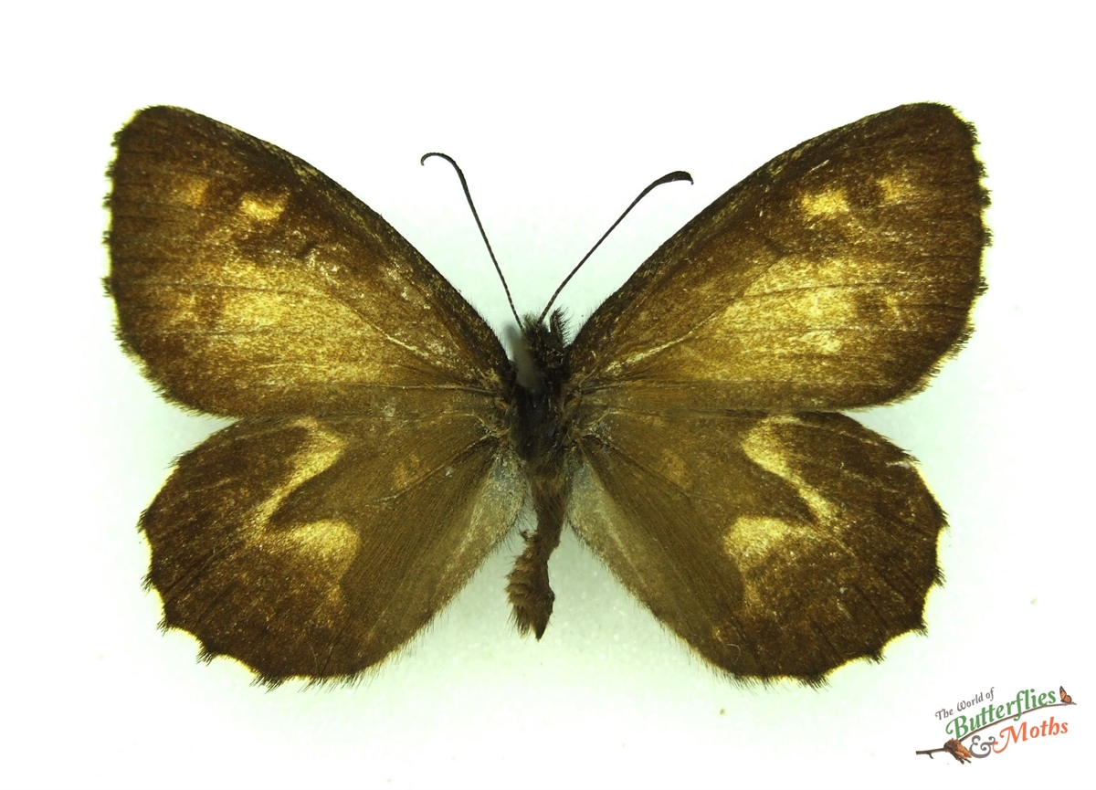 Hipparchia azorina AZORES GRAYLING - World of Butterflies and Moths