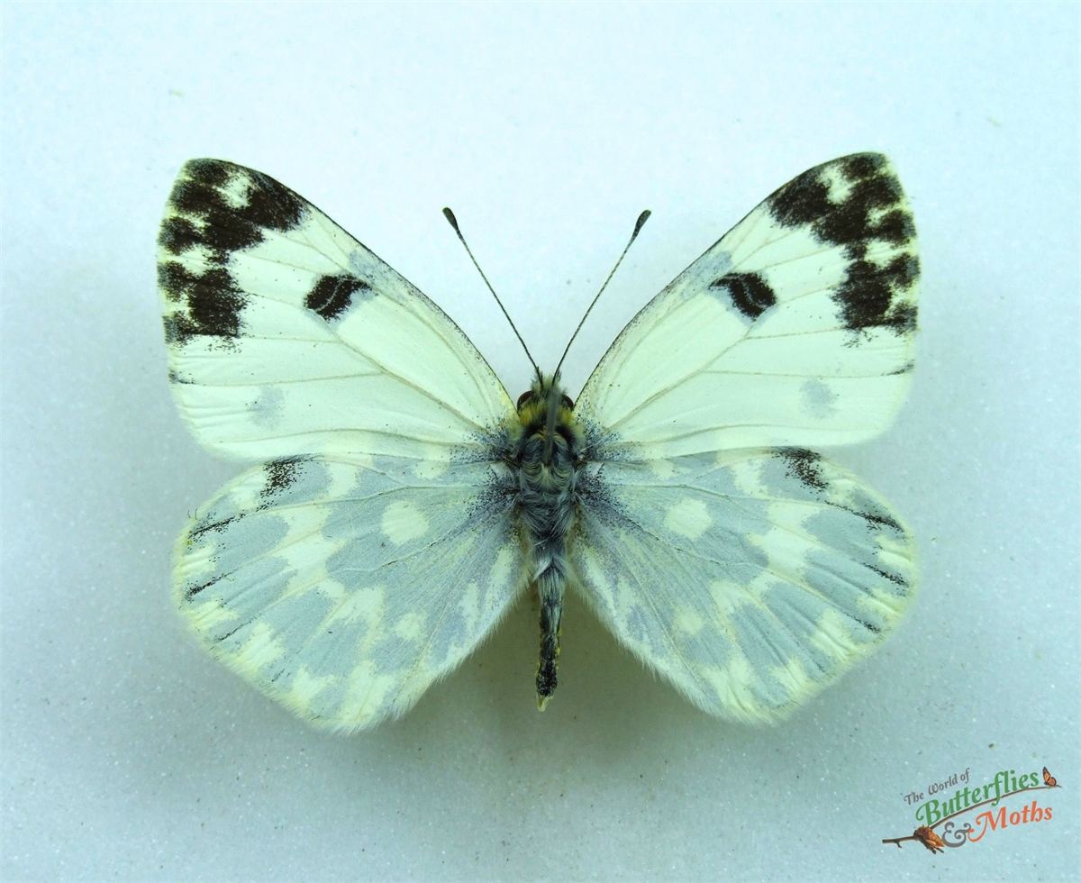Pontia daplidice BATH WHITE - World of Butterflies and Moths