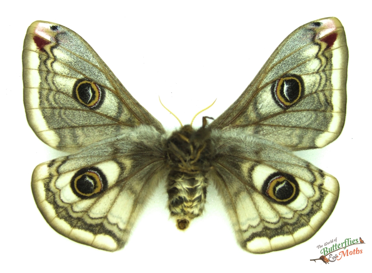 Saturnia pavonia EMPEROR SILK MOTH Poland - World of Butterflies and Moths
