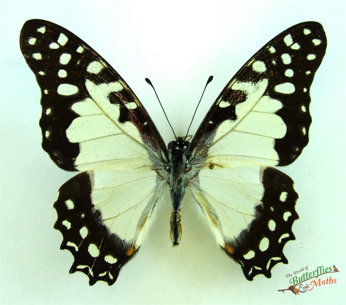Graphium angolanus Central African Republic - World of Butterflies and ...