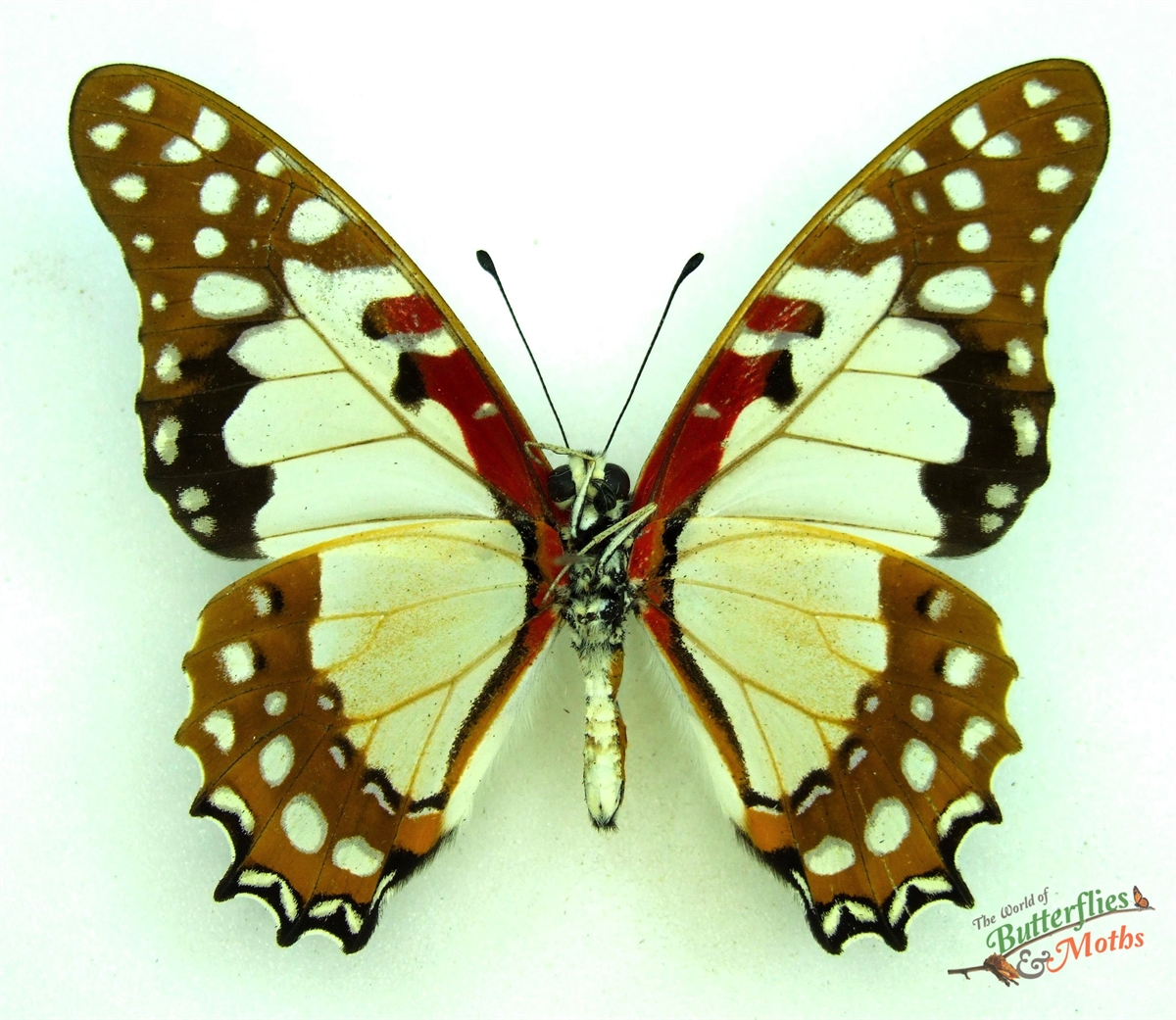 Graphium angolanus Central African Republic - World of Butterflies and ...
