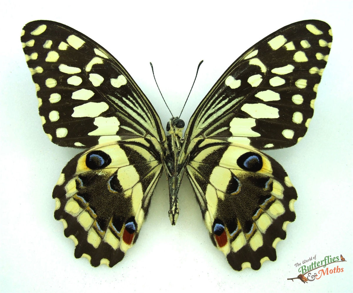 Wholesale Papilio demodocus MADAGASCAR - World of Butterflies and Moths