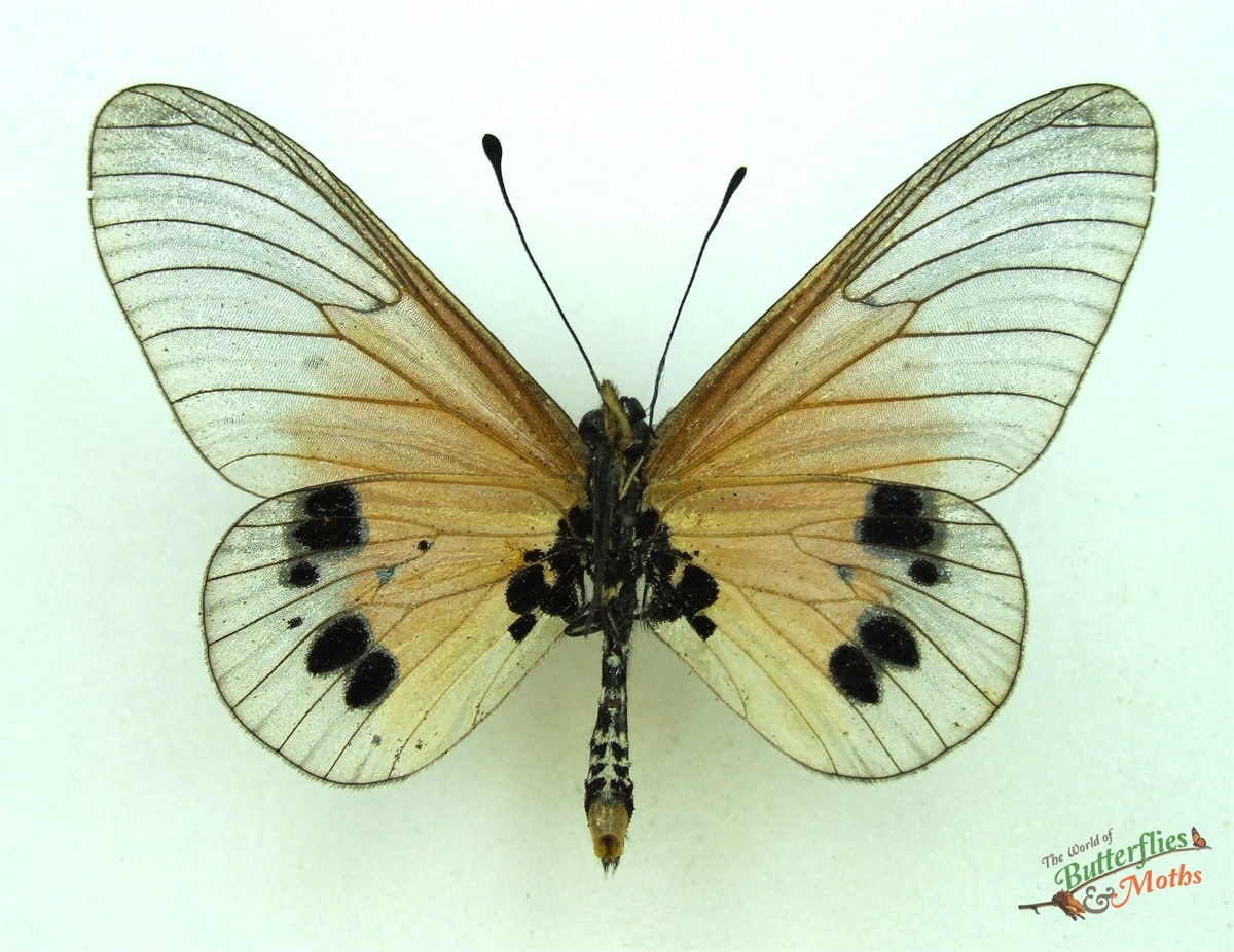 Acraea igati Madagascar - World of Butterflies and Moths