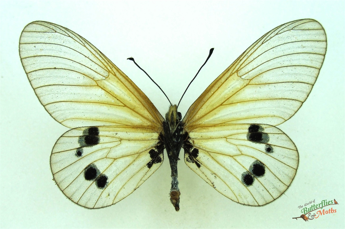 Acraea igati Madagascar - World of Butterflies and Moths