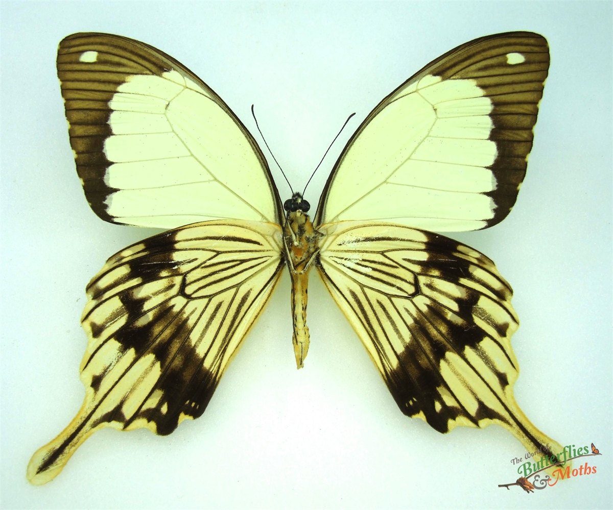 Papilio dardanus Flying handkerchief Swallowtail AFRICA - World of ...