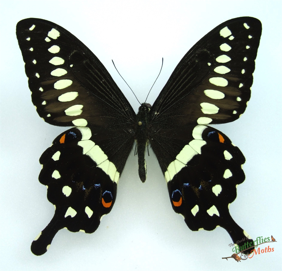 Papilio lormieri Central Emperor Swallowtail AFRICA - World of ...