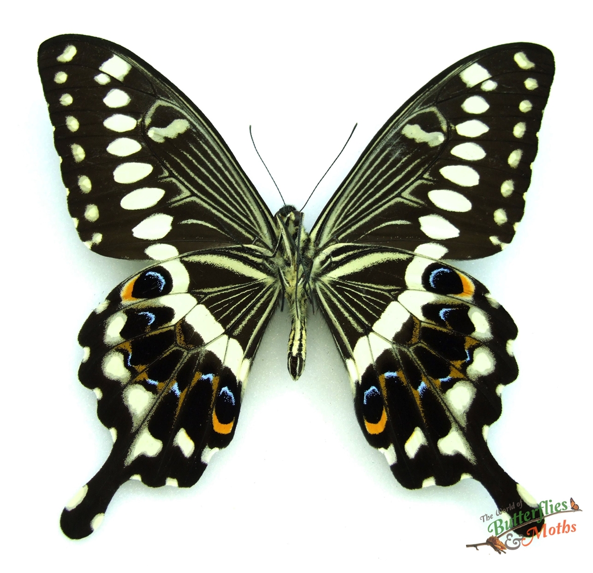 Papilio lormieri Central Emperor Swallowtail AFRICA - World of ...