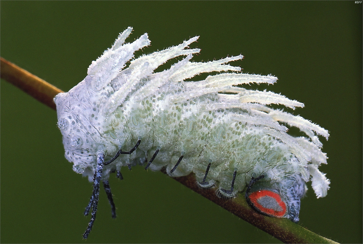 LIVE INSECT Attacus Atlas Silk moth or Snake Head Moth - World of ...