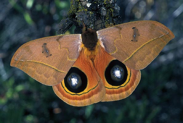 Automeris excreta OVA (eggs) - World of Butterflies and Moths