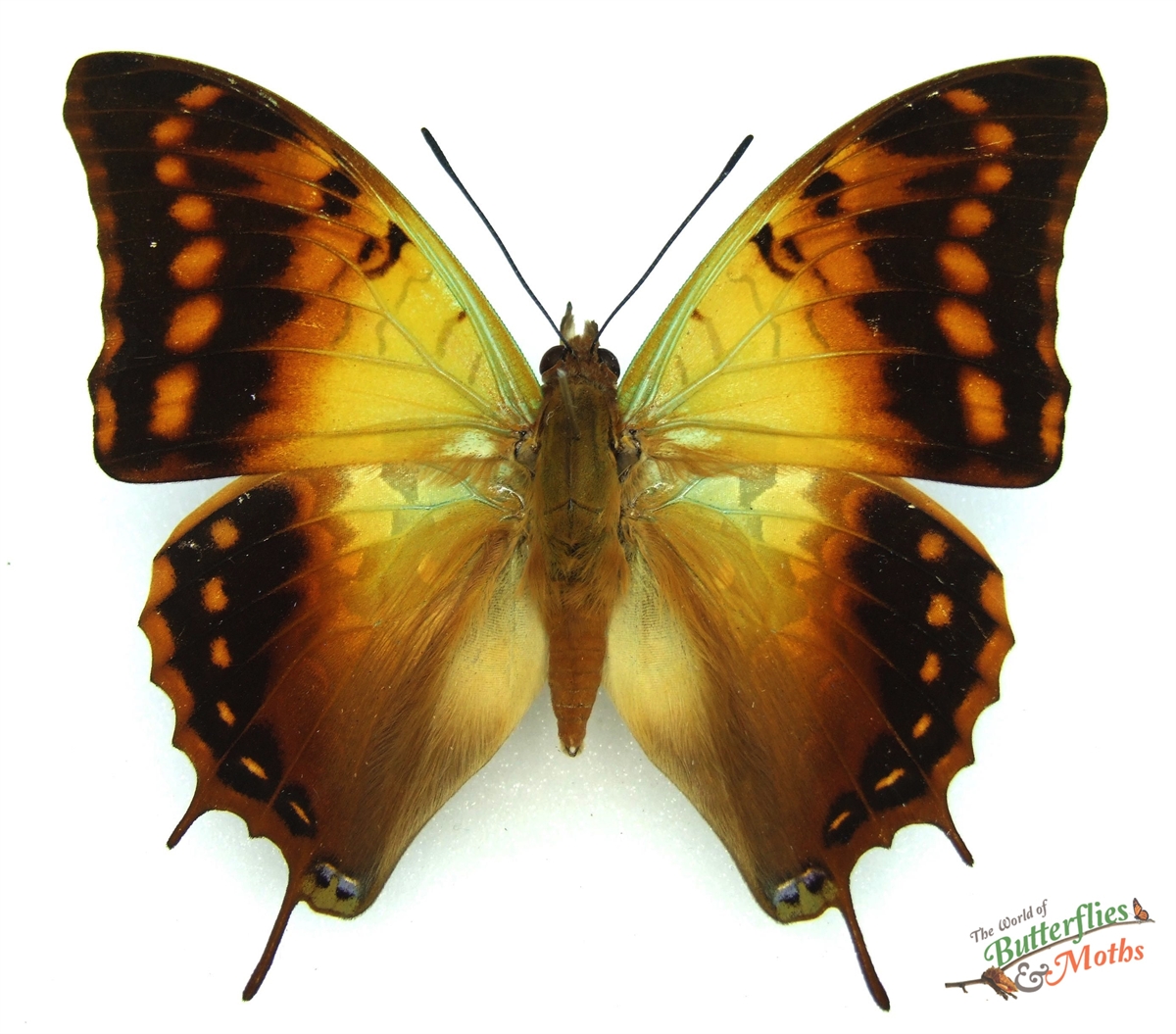 Charaxes candiope Green Veined Emperor AFRICA - World of Butterflies ...
