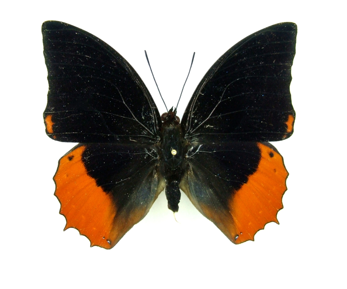 Charaxes protoclea Flame Charaxes C.A.R - World of Butterflies and Moths