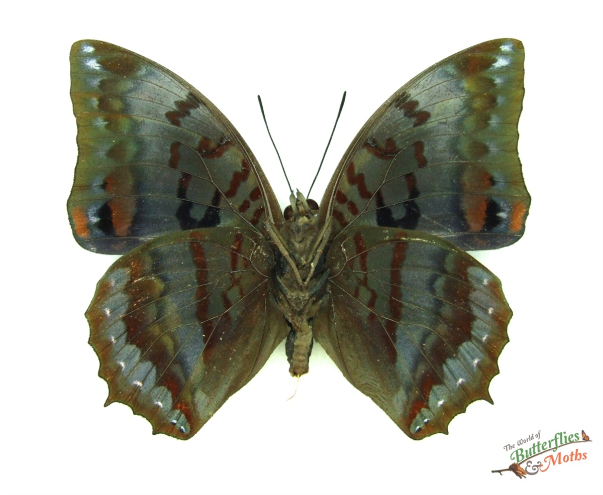 Charaxes protoclea Flame Charaxes AFRICA - World of Butterflies and Moths
