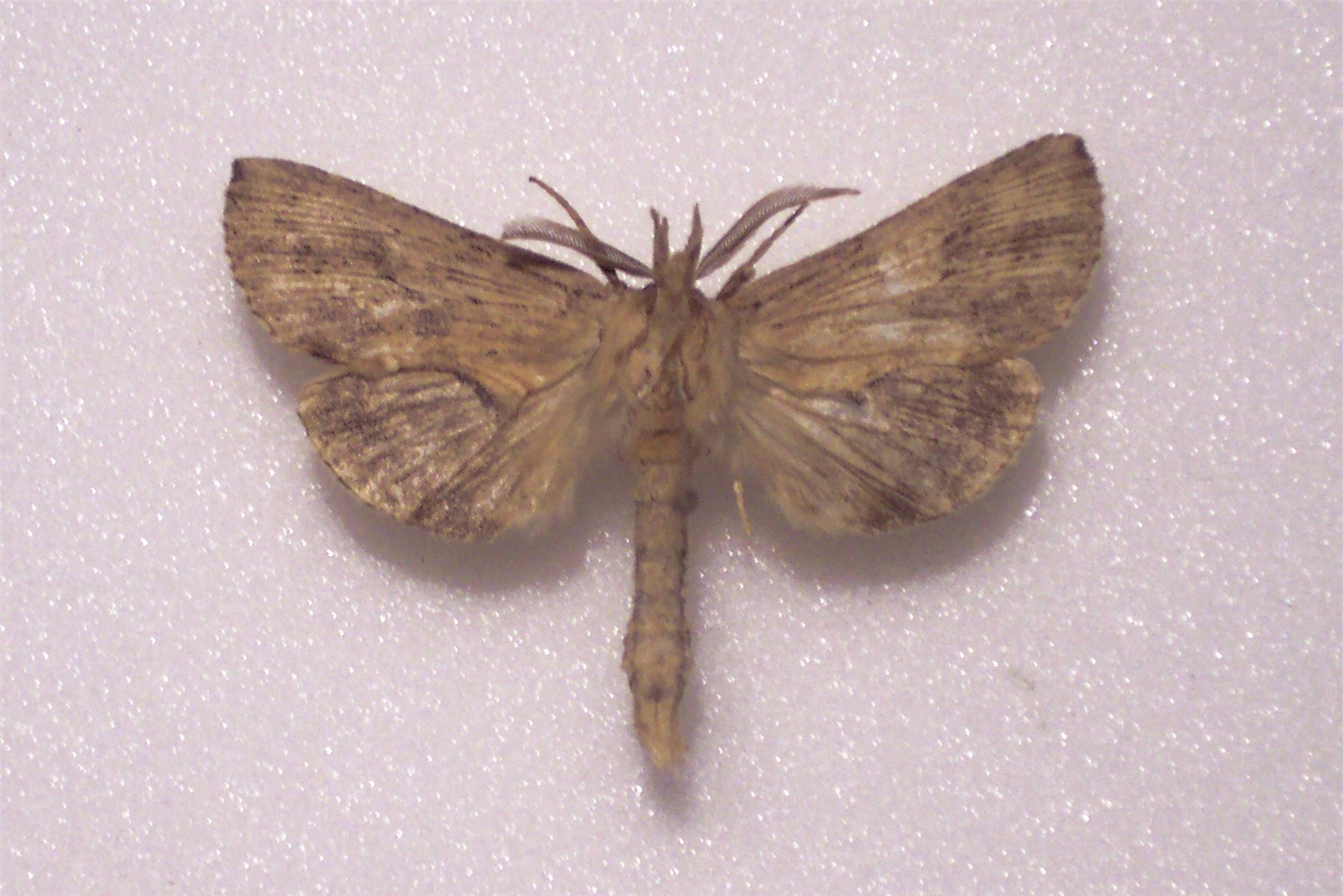 Pterostoma palpina PALE PROMINENT MOTH - World of Butterflies and Moths