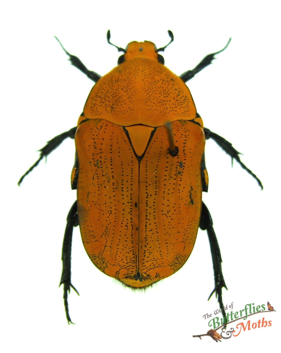 Euchroea oberthuri benezechi MADAGASCAR - World of Butterflies and Moths