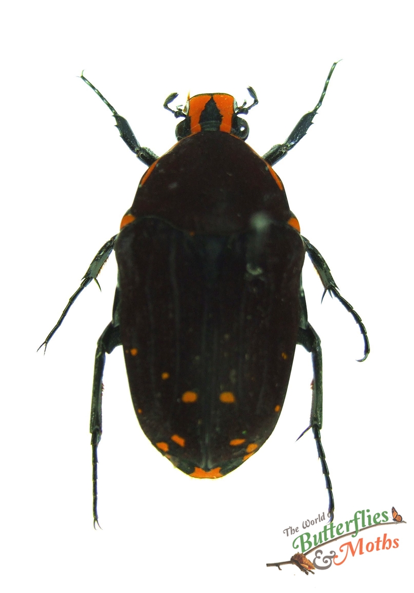 Euchroea episcopalis MADAGASCAR - World of Butterflies and Moths