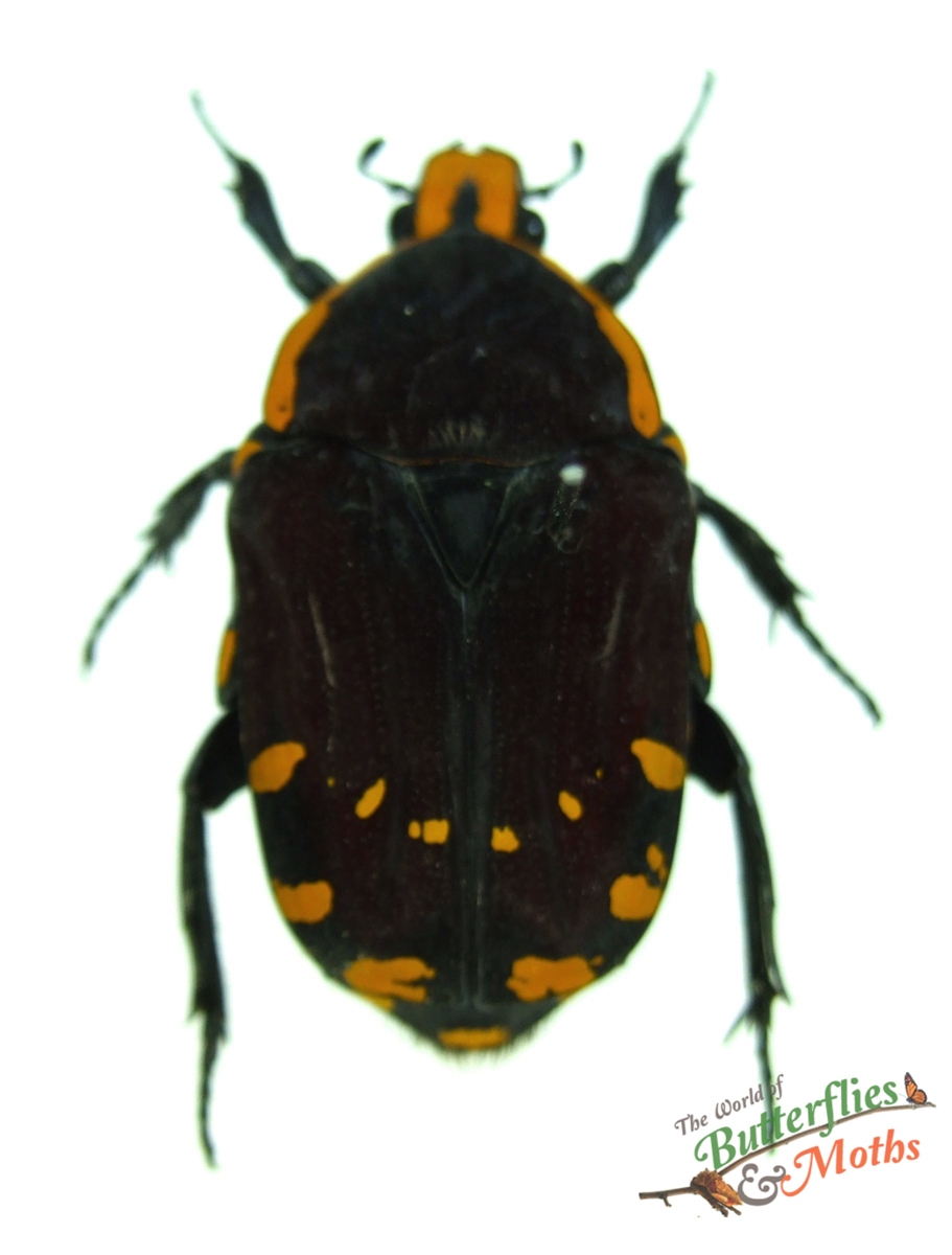 Euchroea oberthuri MADAGASCAR - World of Butterflies and Moths