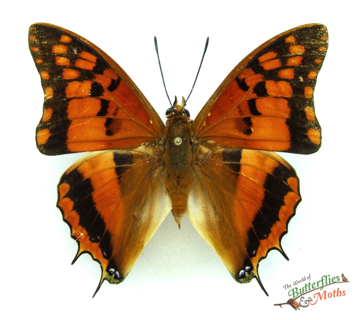Charaxes boueti C.A.R - World of Butterflies and Moths