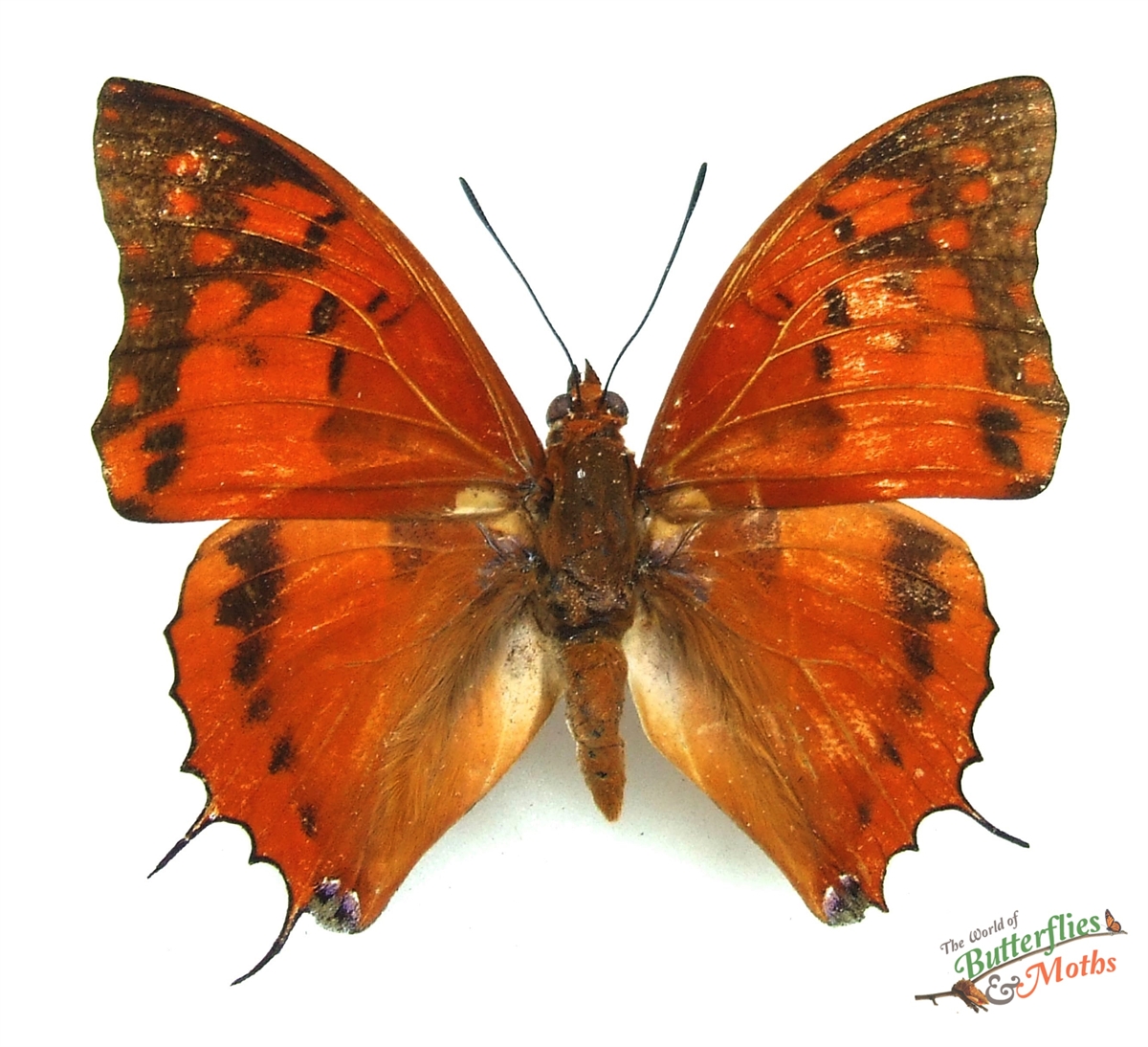 Charaxes lasti KENYA - World of Butterflies and Moths