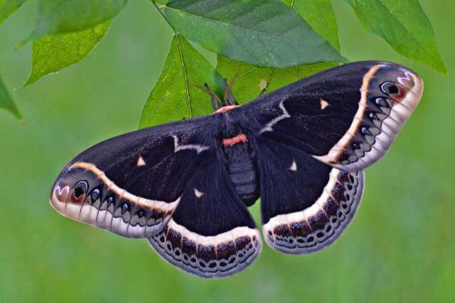 Calleta Silkmoth (Eupackardia calleta) COCOONS (pupae) - World of ...