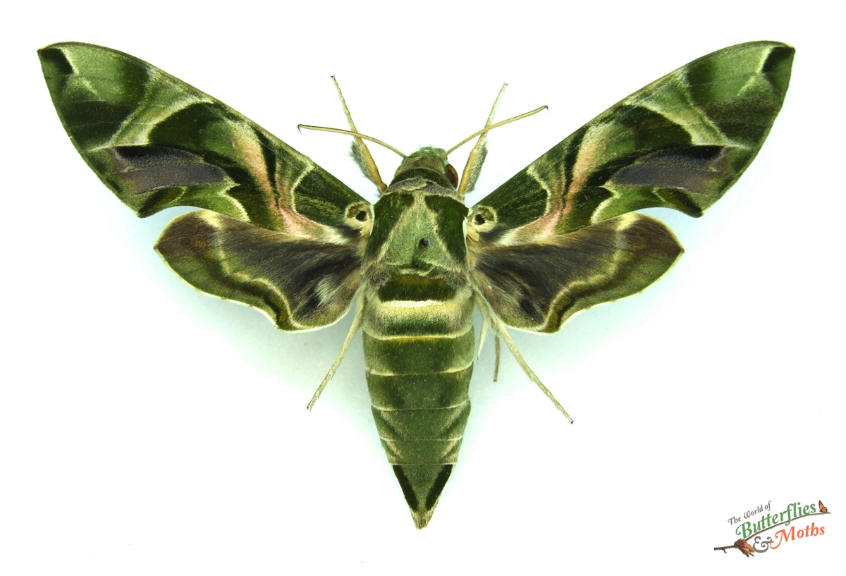 Daphnis Nerii: Olive Green Moth of Sphingidae Family - World of ...
