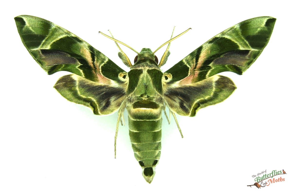 Daphnis Nerii: Olive Green Moth of Sphingidae Family - World of ...