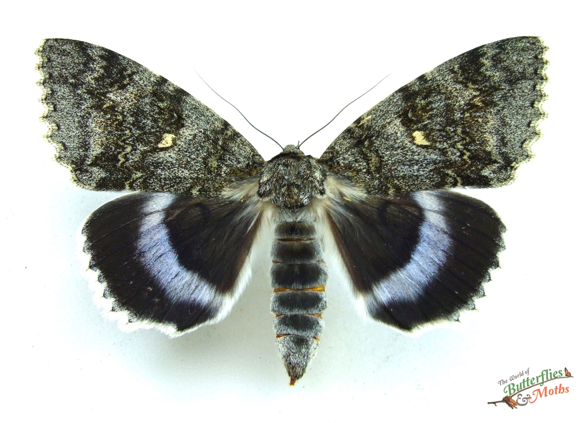 Catocala fraxini BLUE UNDERWING or CLIFDEN NONPAREIL - World of ...
