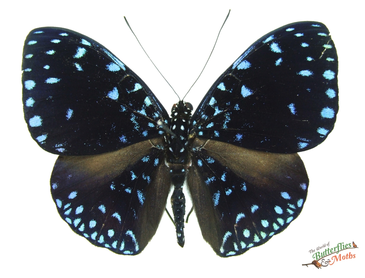 Hamadryas laodamia COSTA RICA - World of Butterflies and Moths