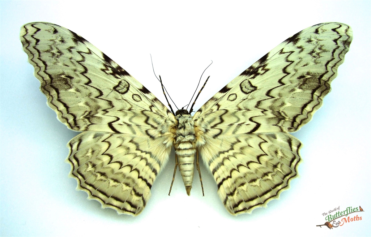 Thysania agrippina White Witch PERU - World of Butterflies and Moths
