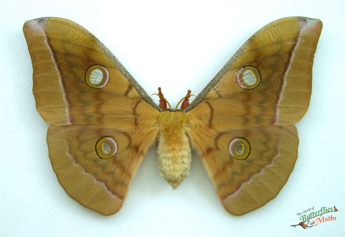 Antheraea frithi - World of Butterflies and Moths