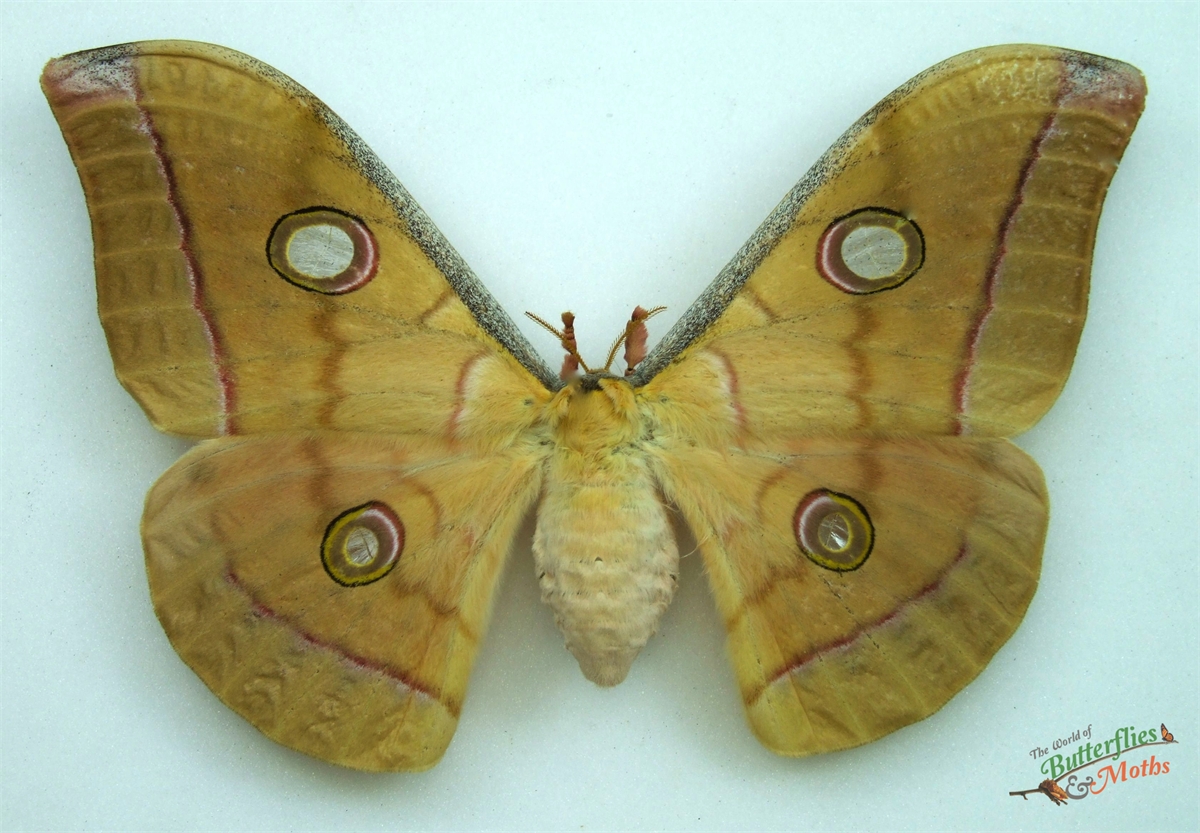 Antheraea frithi - World of Butterflies and Moths