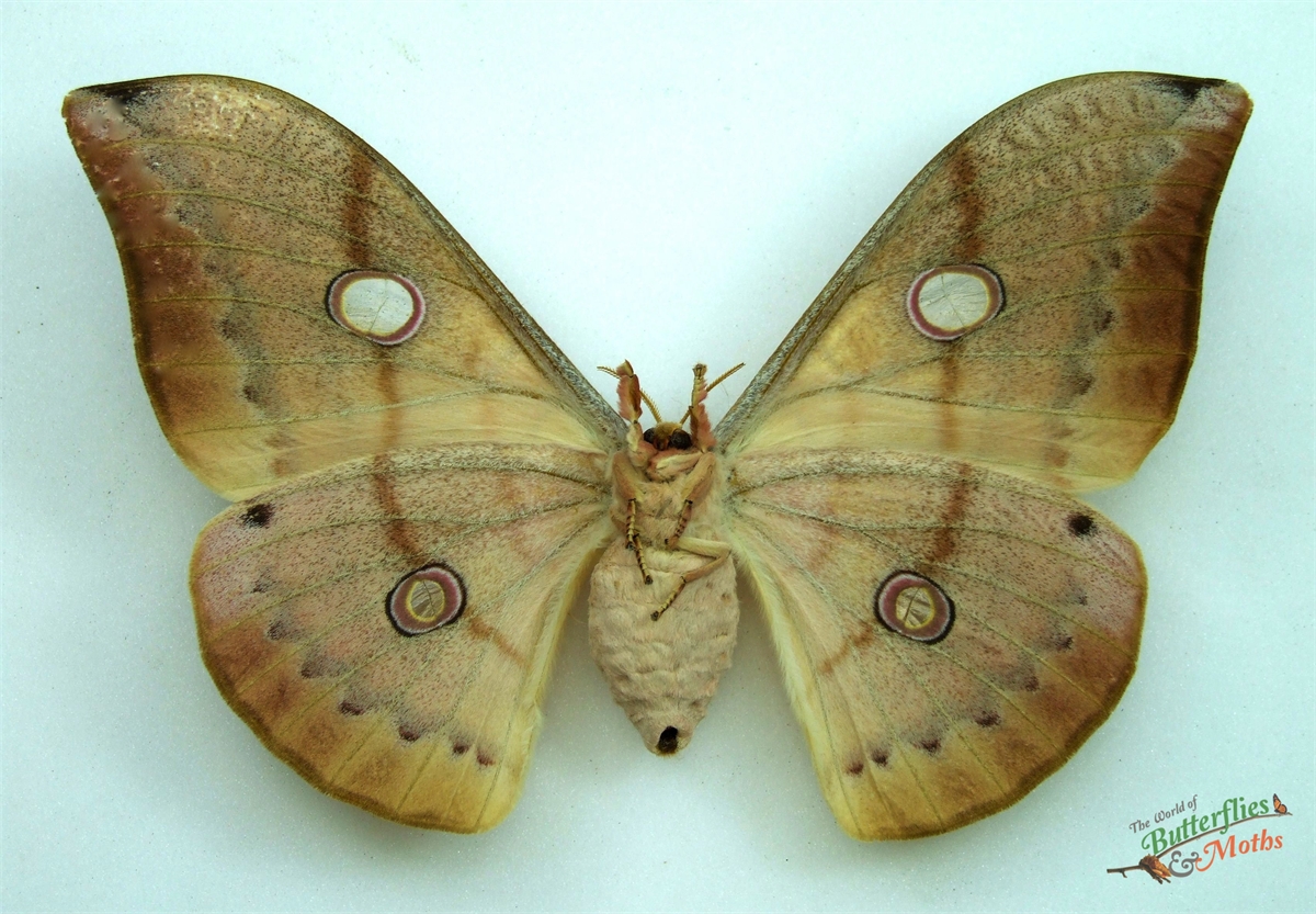 Antheraea frithi - World of Butterflies and Moths