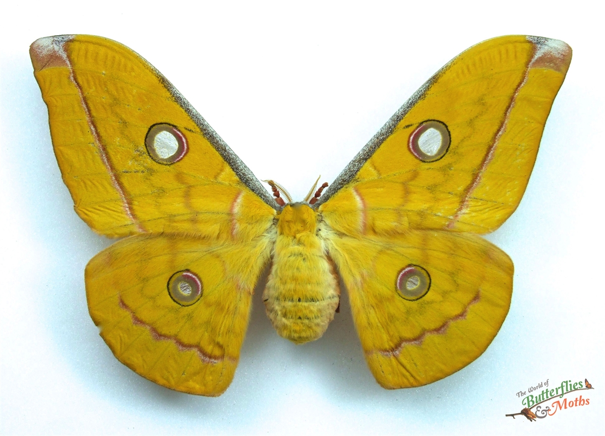 Antheraea frithi - World of Butterflies and Moths