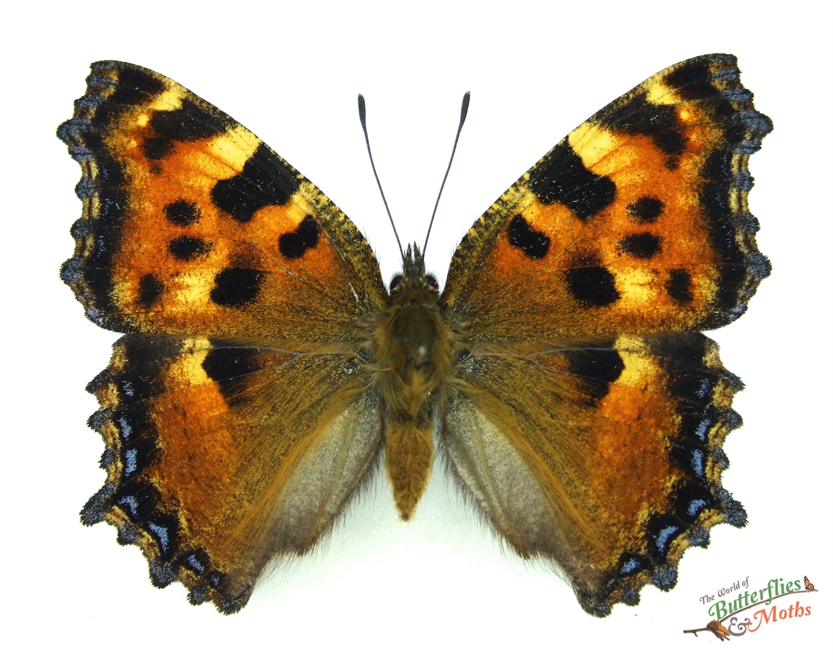 Nymphalis polychloros Large Tortoiseshell SET Poland - World of ...