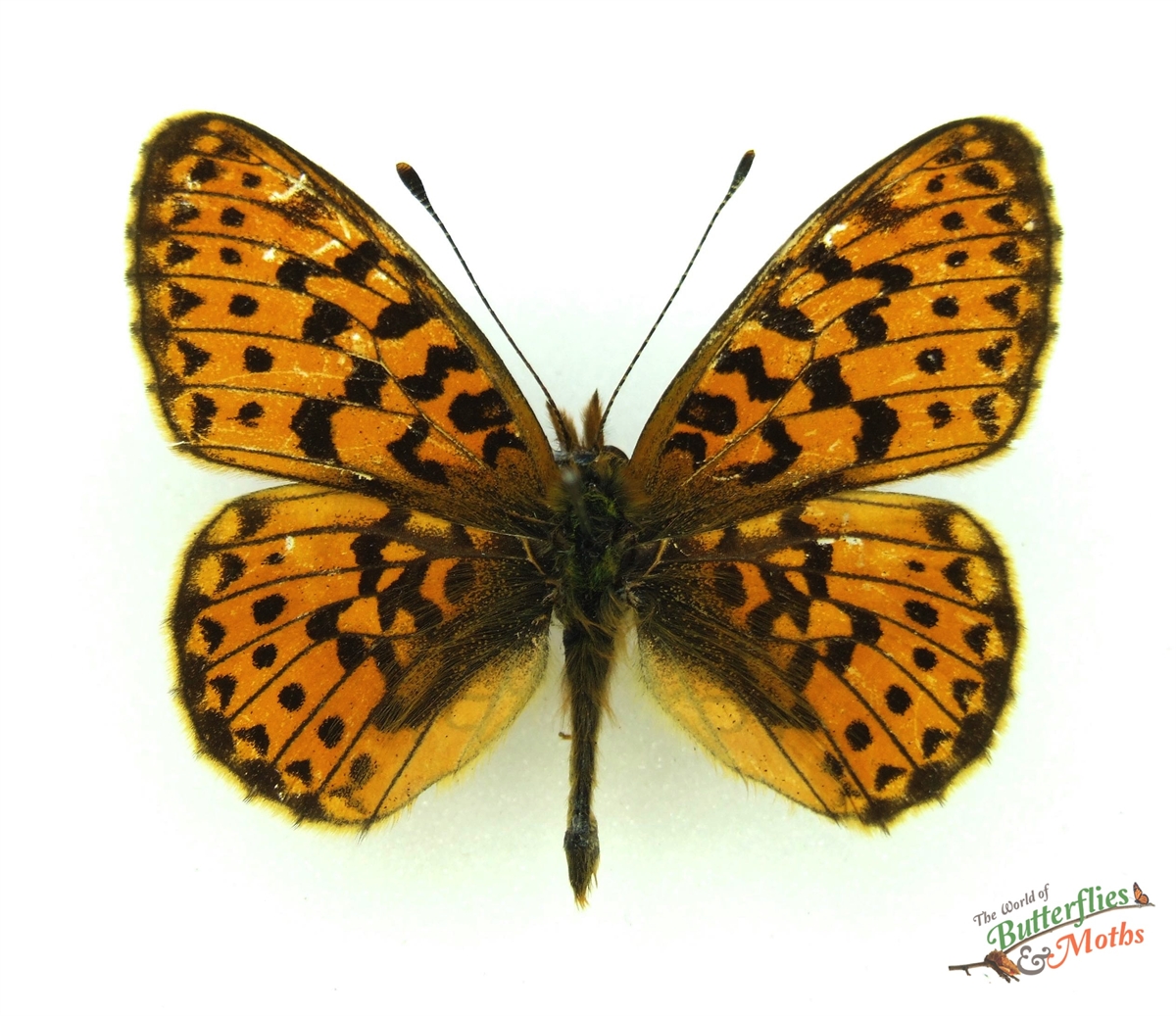 Boloria euphrosyne PEARL BORDERED FRITILLARY - World of Butterflies and ...