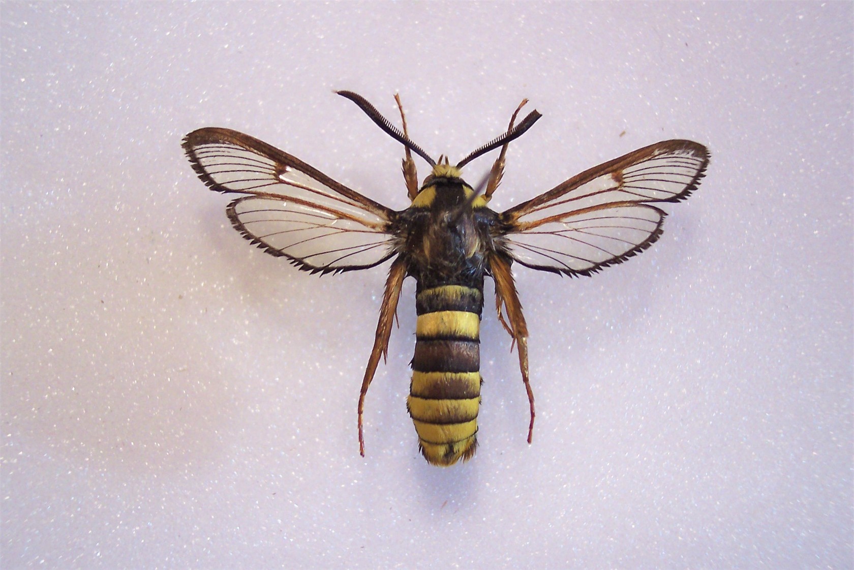 Sesia apiformis HORNET MOTH Male - World of Butterflies and Moths