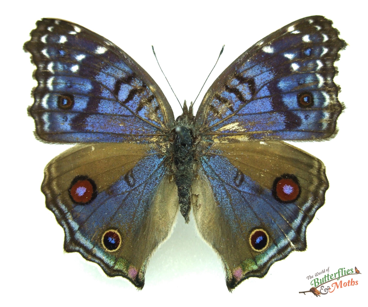 Junonia Rhadama: Stunning Blue Butterfly Specimen - World of ...