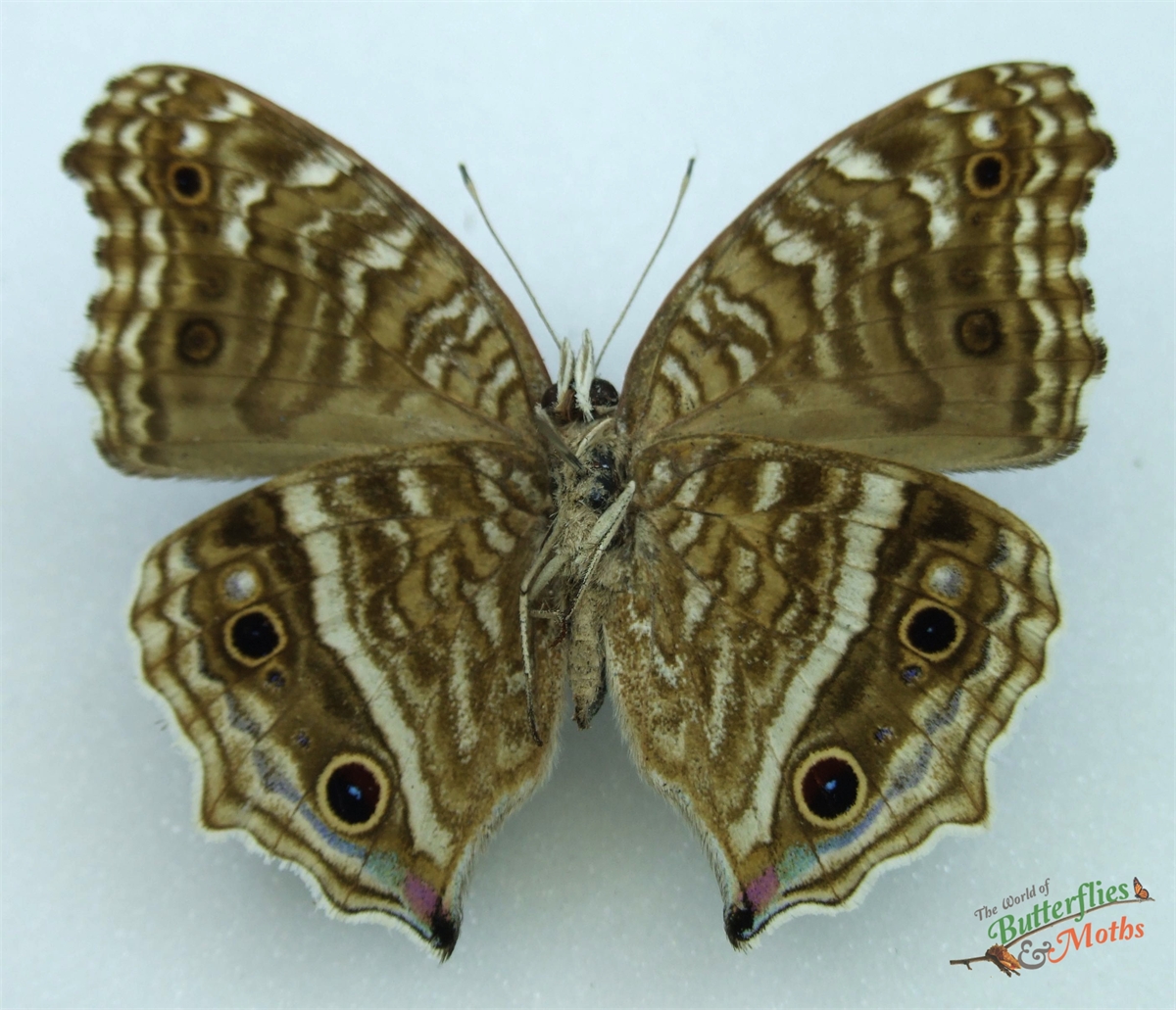 Junonia Rhadama: Stunning Blue Butterfly Specimen - World of ...