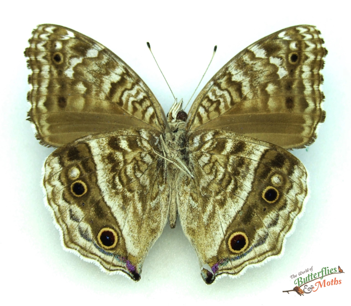 Junonia Rhadama: Stunning Blue Butterfly Specimen - World of ...