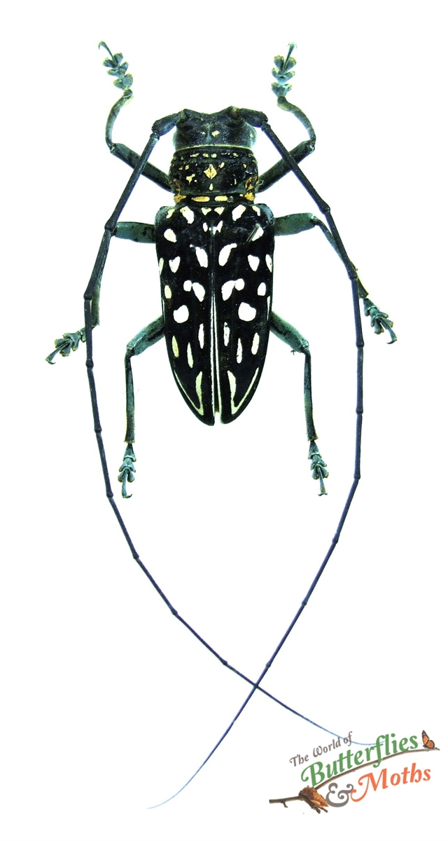 Stellognatha maculata MADAGASCAR - World of Butterflies and Moths