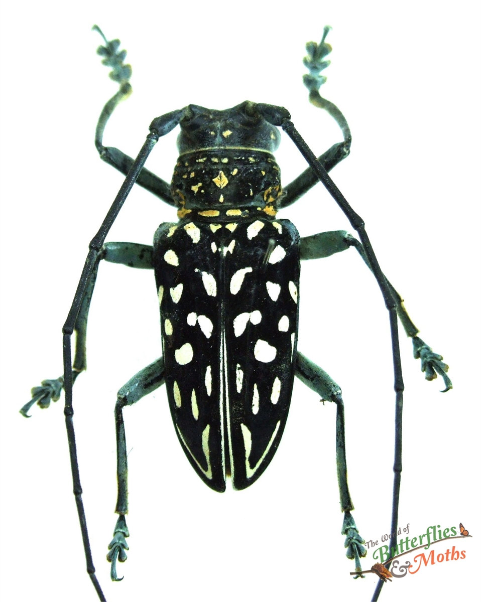 Stellognatha maculata MADAGASCAR - World of Butterflies and Moths