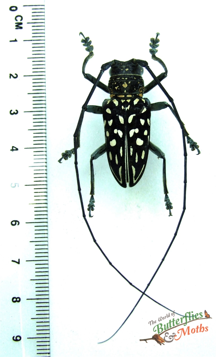 Stellognatha maculata MADAGASCAR - World of Butterflies and Moths