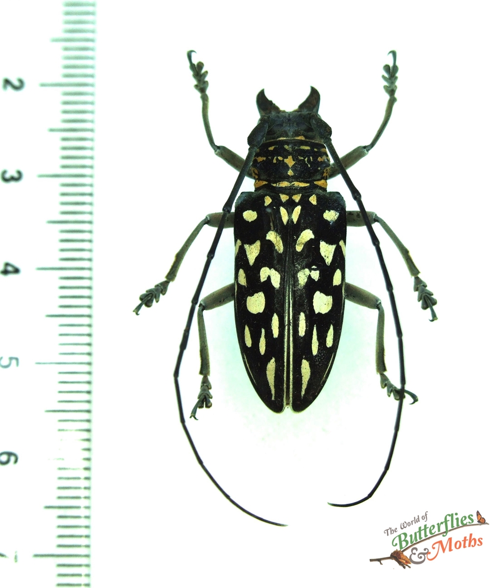 Stellognatha maculata MADAGASCAR - World of Butterflies and Moths
