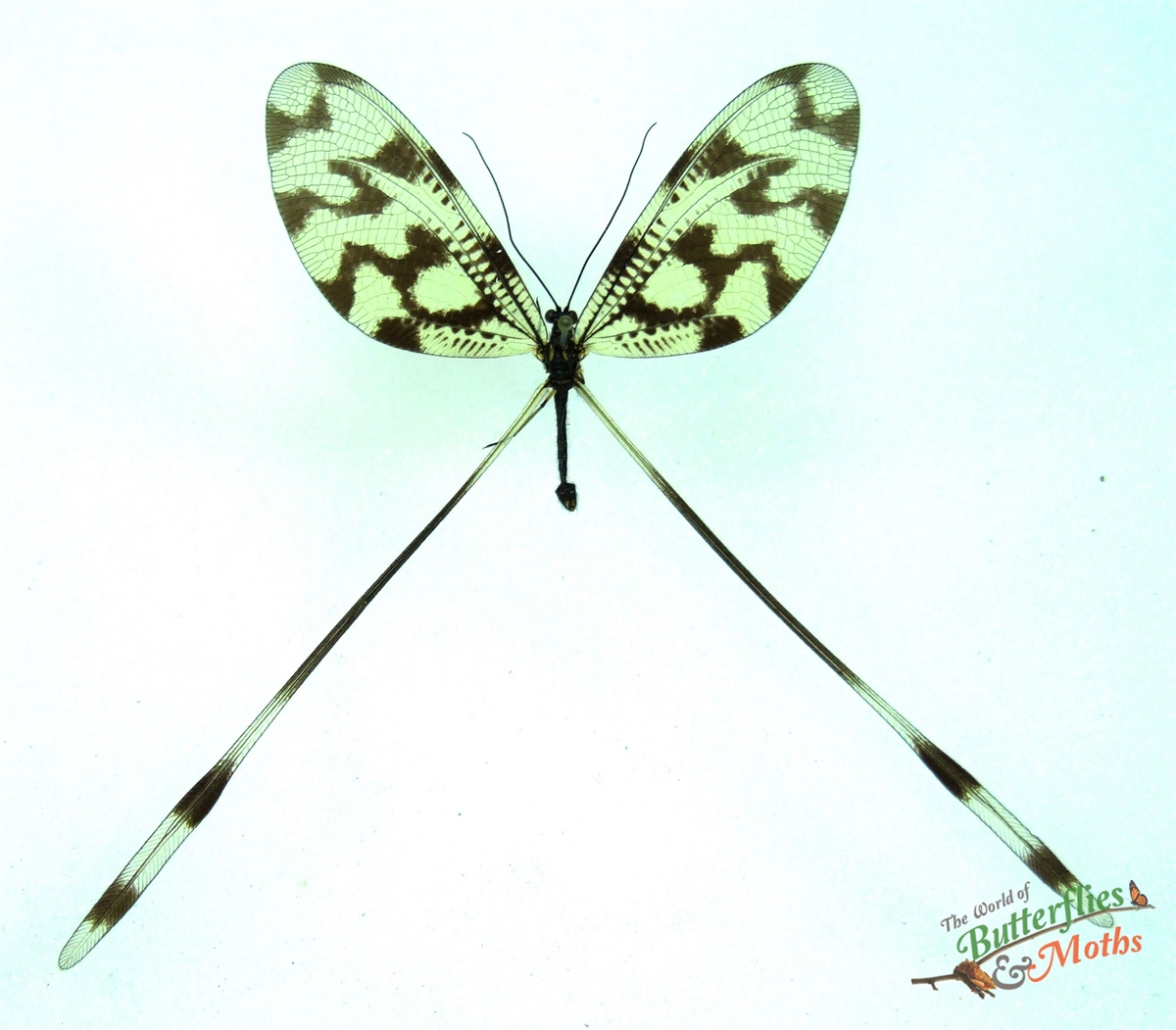 Nemoptera sinuata Spoonwing BULGARIA - World of Butterflies and Moths