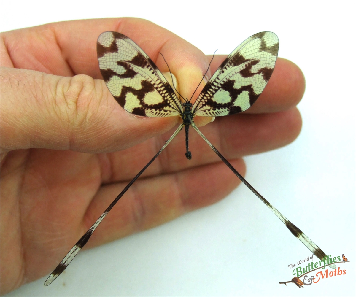 Nemoptera sinuata Spoonwing BULGARIA - World of Butterflies and Moths