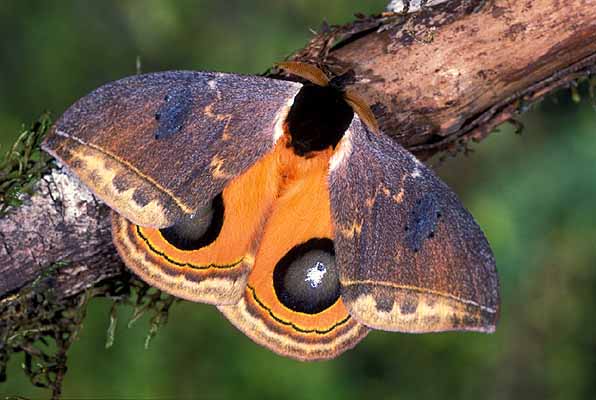 Automeris moresca LARVAE (Caterpillars) - World of Butterflies and Moths